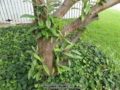 25' Loquat Tree Freeze Damage in the Trees and Shrubs forum - Garden.org