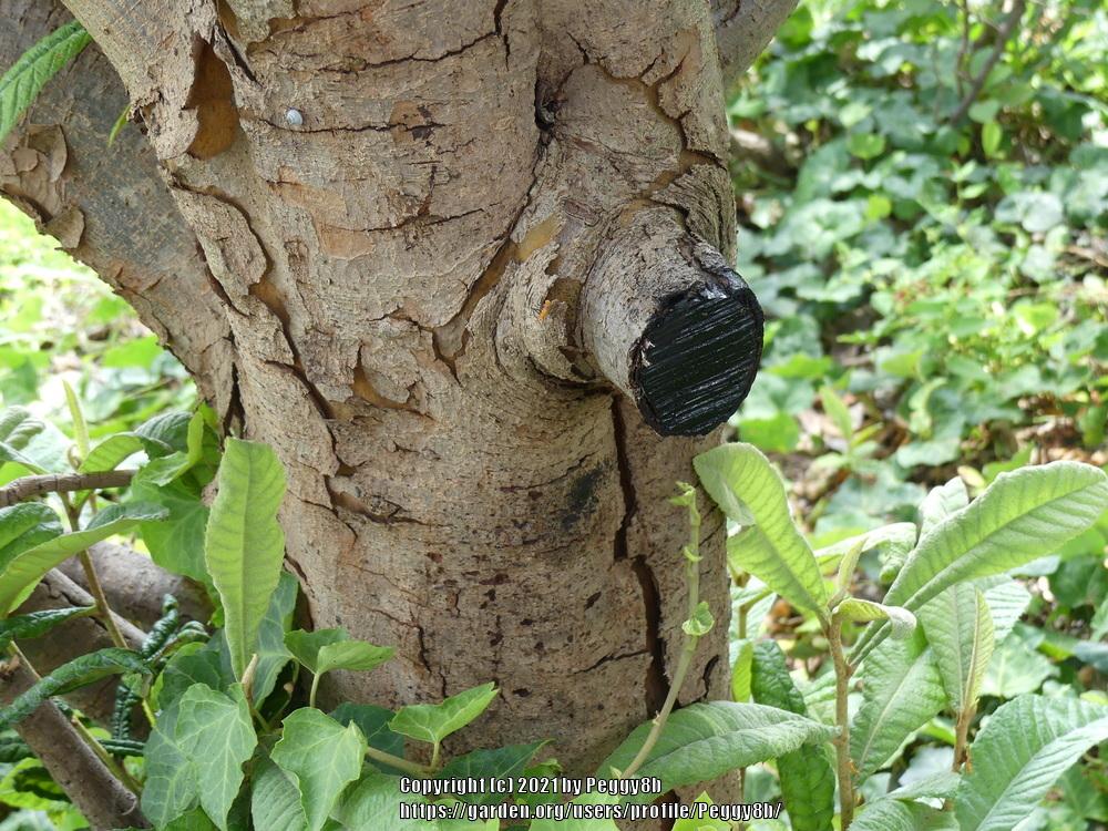 25' Loquat Tree Freeze Damage in the Trees and Shrubs forum - Garden.org