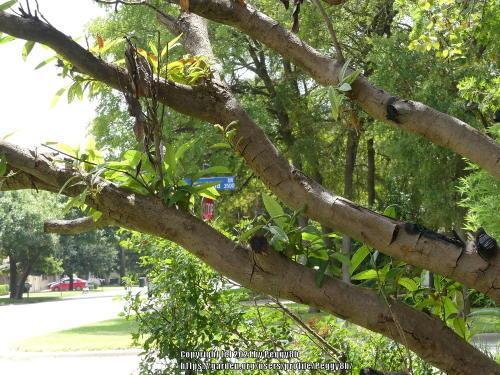 25' Loquat Tree Freeze Damage in the Trees and Shrubs forum - Garden.org