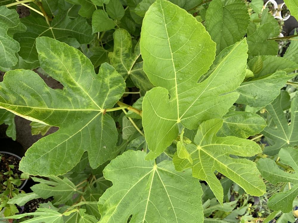Common Fig (Ficus carica 'Panache') in the Figs Database - Garden.org