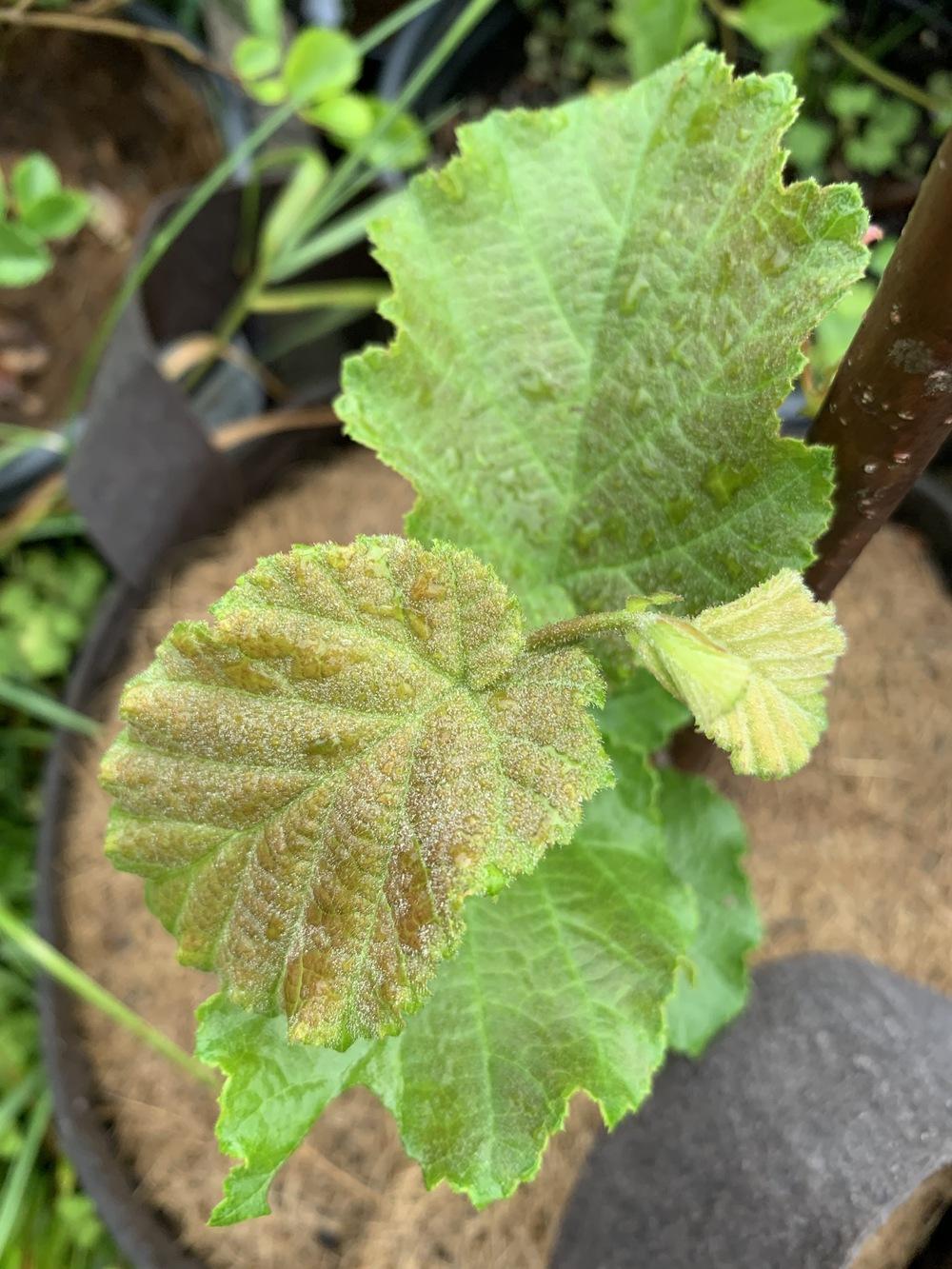 European Filbert (Corylus avellana 'Tonda di Giffoni') - Garden.org