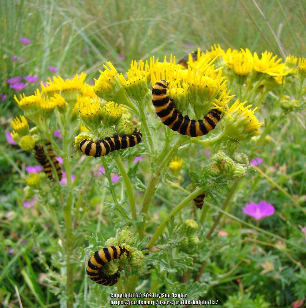 Tansy Ragwort (Jacobaea vulgaris) - Garden.org