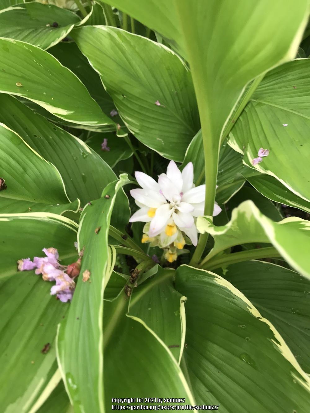 Variegated Hidden Ginger (Curcuma petiolata 'Emperor') - Garden.org