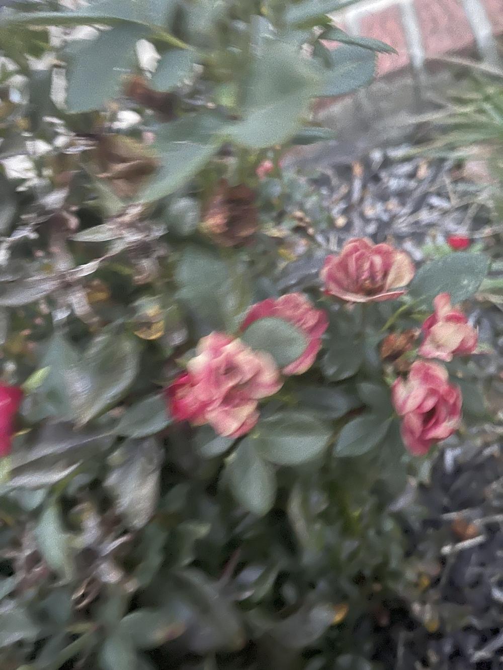 Rose problem. Help! in the Roses forum - Garden.org