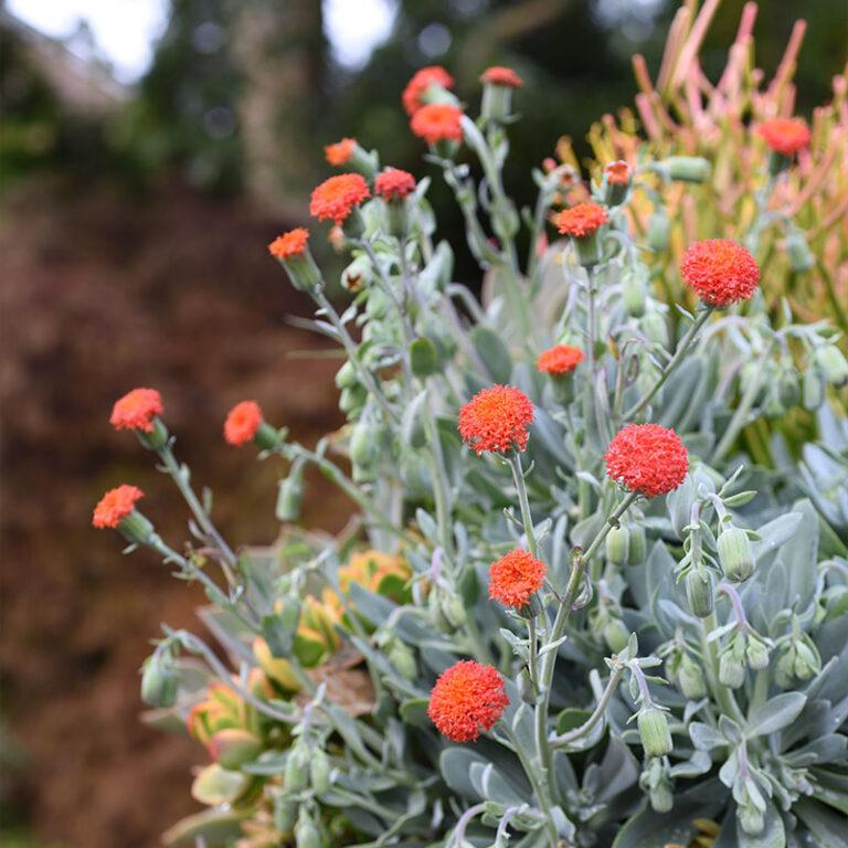 Kleinia cephalophora 'Blazing Glory' - Garden.org
