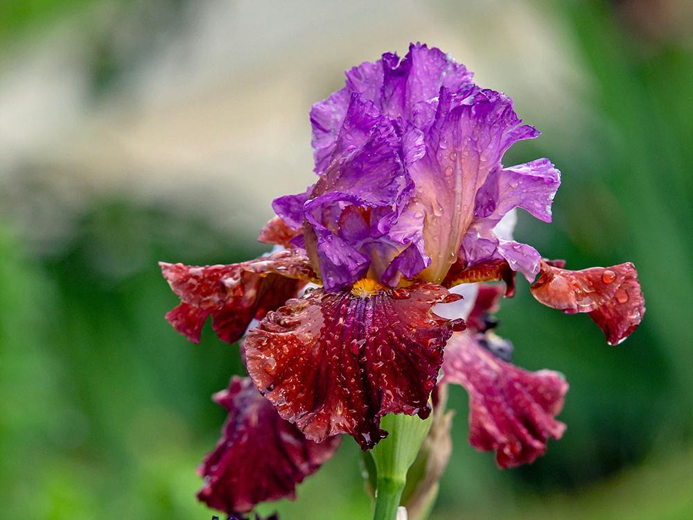 Photo of the bloom of Tall Bearded Iris (Iris 'So Far So Good') posted ...