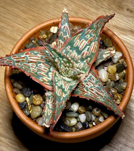 id in Photo of Aloe 'Firecracker' - Garden.org