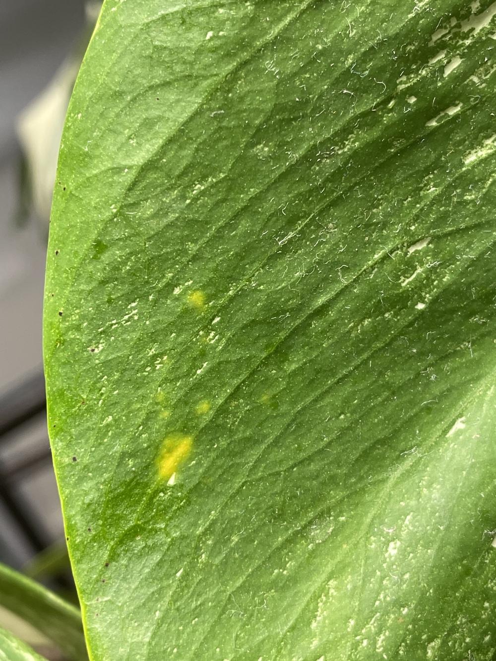 Is this Spider Mites on Monstera? in the Houseplants forum - Garden.org