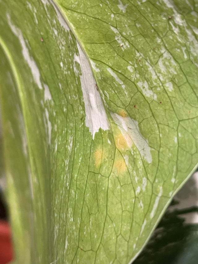 Is this Spider Mites on Monstera? in the Houseplants forum - Garden.org