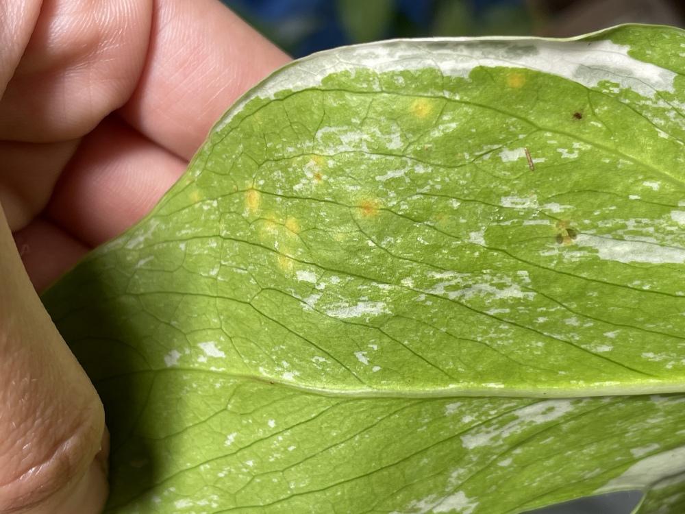 Is this Spider Mites on Monstera? in the Houseplants forum - Garden.org