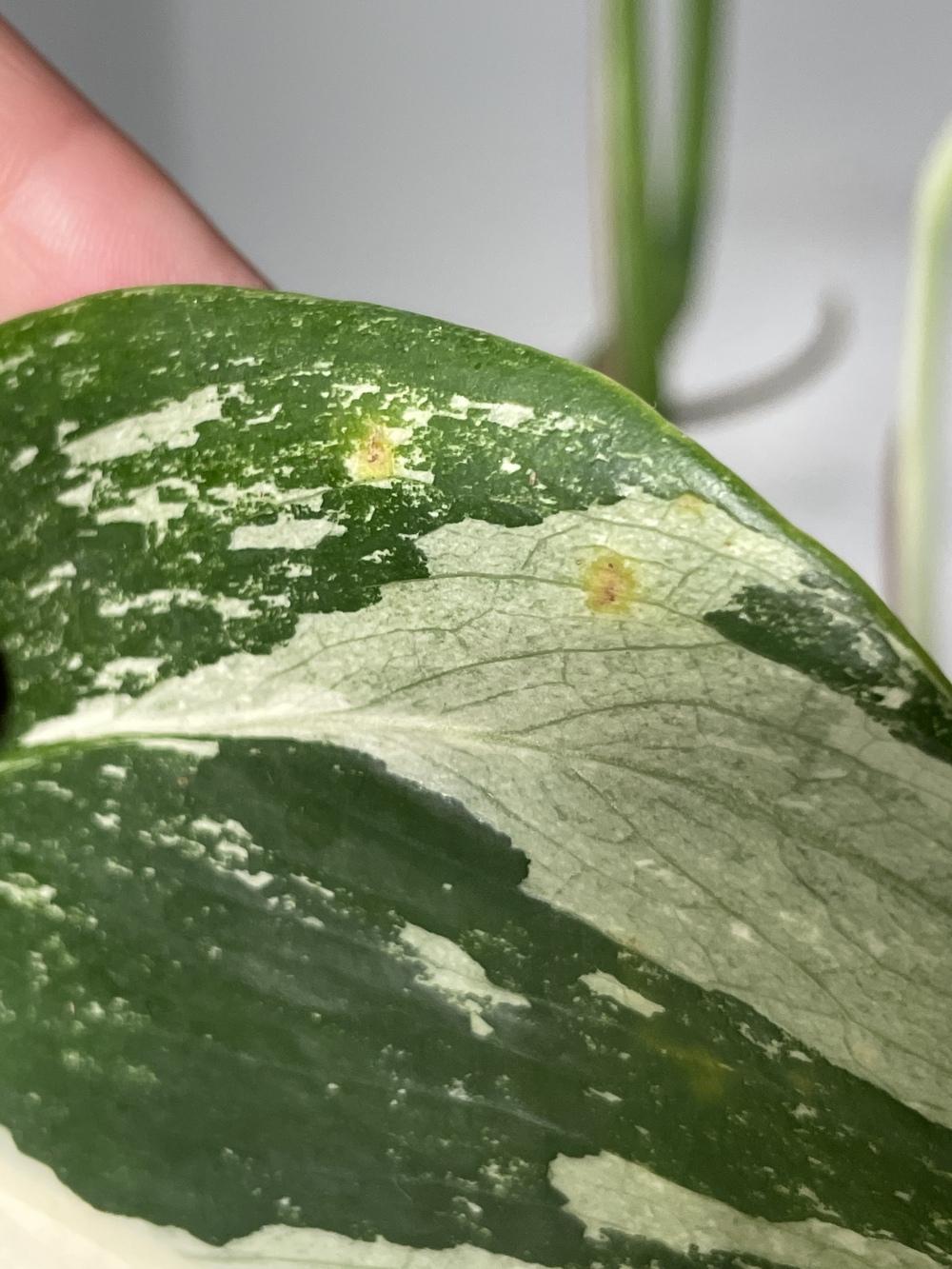 Is this Spider Mites on Monstera? in the Houseplants forum - Garden.org