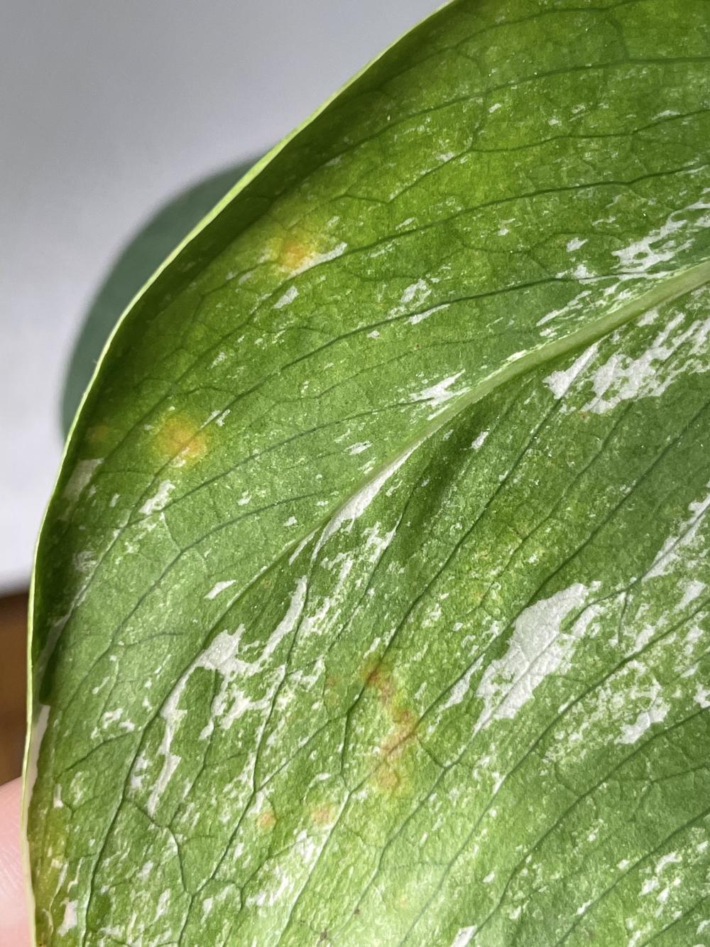 Is this Spider Mites on Monstera? in the Houseplants forum - Garden.org