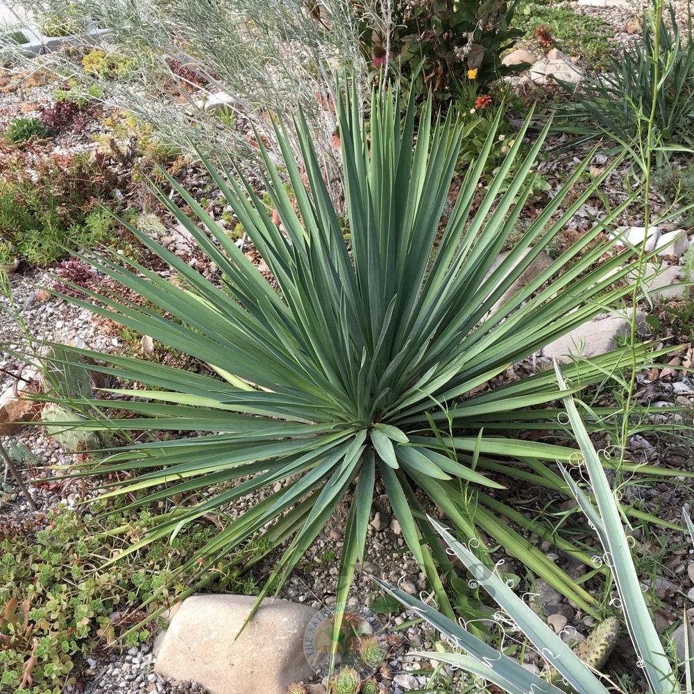 Photo of the entire plant of Yucca 'Blue Sentry' posted by BlueOddish ...