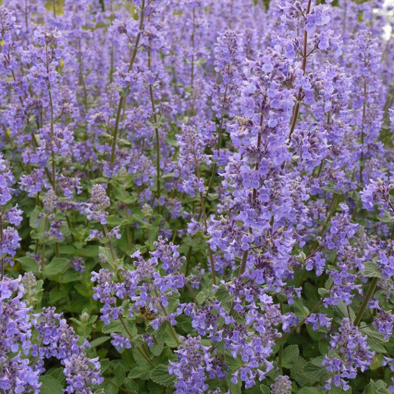 Catmint (Nepeta grandiflora 'Summer Magic') in the Catmints Database ...