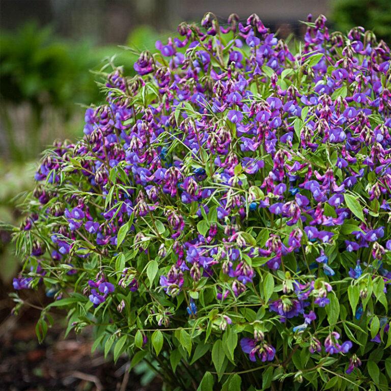 Photo of the entire plant of Spring Vetch (Lathyrus vernus) posted by ...