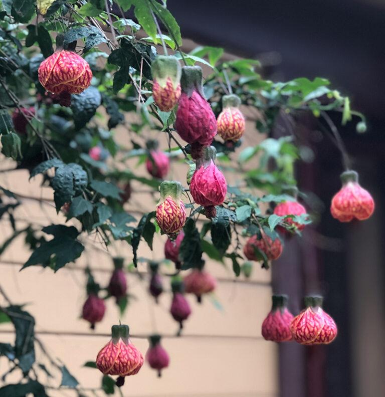 Photo of the entire plant of Flowering Maple (Abutilon 'Tiger Eye ...