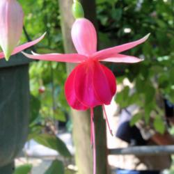 Different Laura's in Photo of Fuchsia 'Laura' - Garden.org