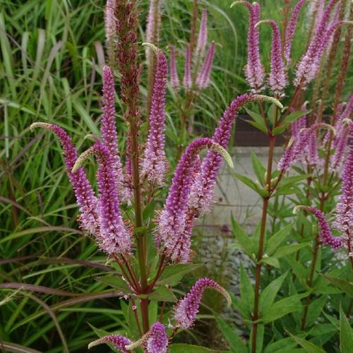 Culver's Root (Veronicastrum virginicum 'Erica') - Garden.org