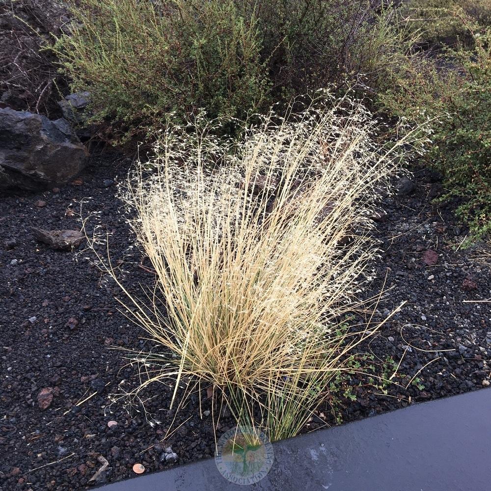 Photo of the entire plant of Indian Ricegrass (Eriocoma hymenoides ...