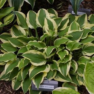 Hosta 'Angel From Montgomery' in the Hostas Database - Garden.org