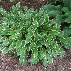 Hosta 'Sugar Babe' in the Hostas Database - Garden.org