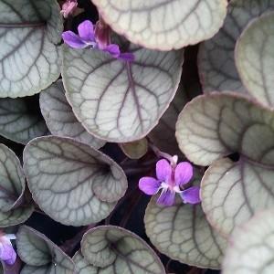Appalachian Blue Violet (Viola walteri 'Silver Gem') in the Violas ...
