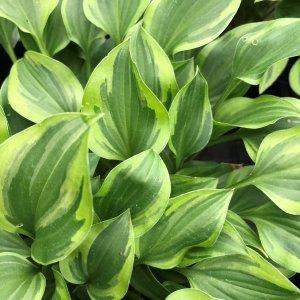 Photo of the leaves of Hosta 'Kinbotan' posted by Joy - Garden.org