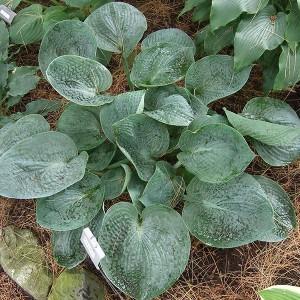 Hosta 'Rock and Roll' in the Hostas Database - Garden.org