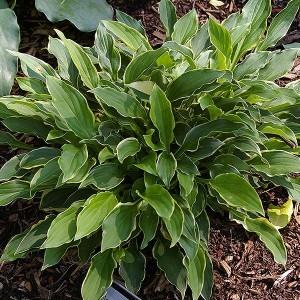 Hosta 'Satin Bloomers' in the Hostas Database - Garden.org