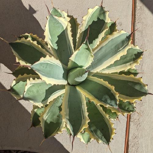 Butterfly Agave (Agave potatorum 'Snowfall') in the Agaves Database ...