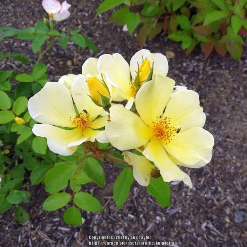 Rose (Rosa 'Tottering-By-Gently') in the Roses Database - Garden.org