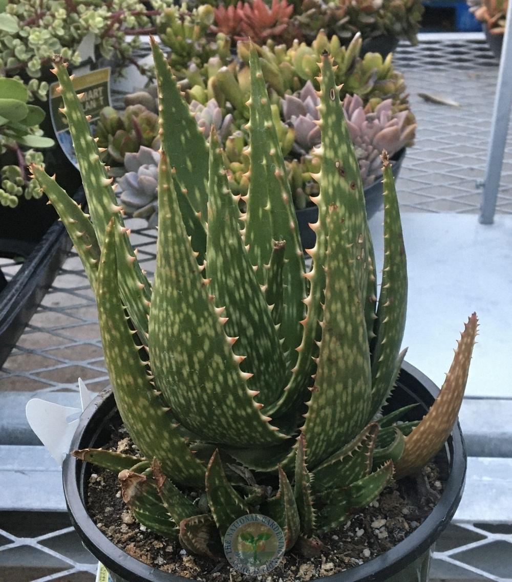 Aloe 'Alligator' in the Aloes Database - Garden.org