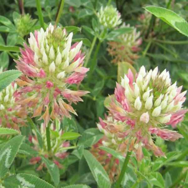 Photo of the bloom of Arrowleaf Clover (Trifolium vesiculosum) posted ...