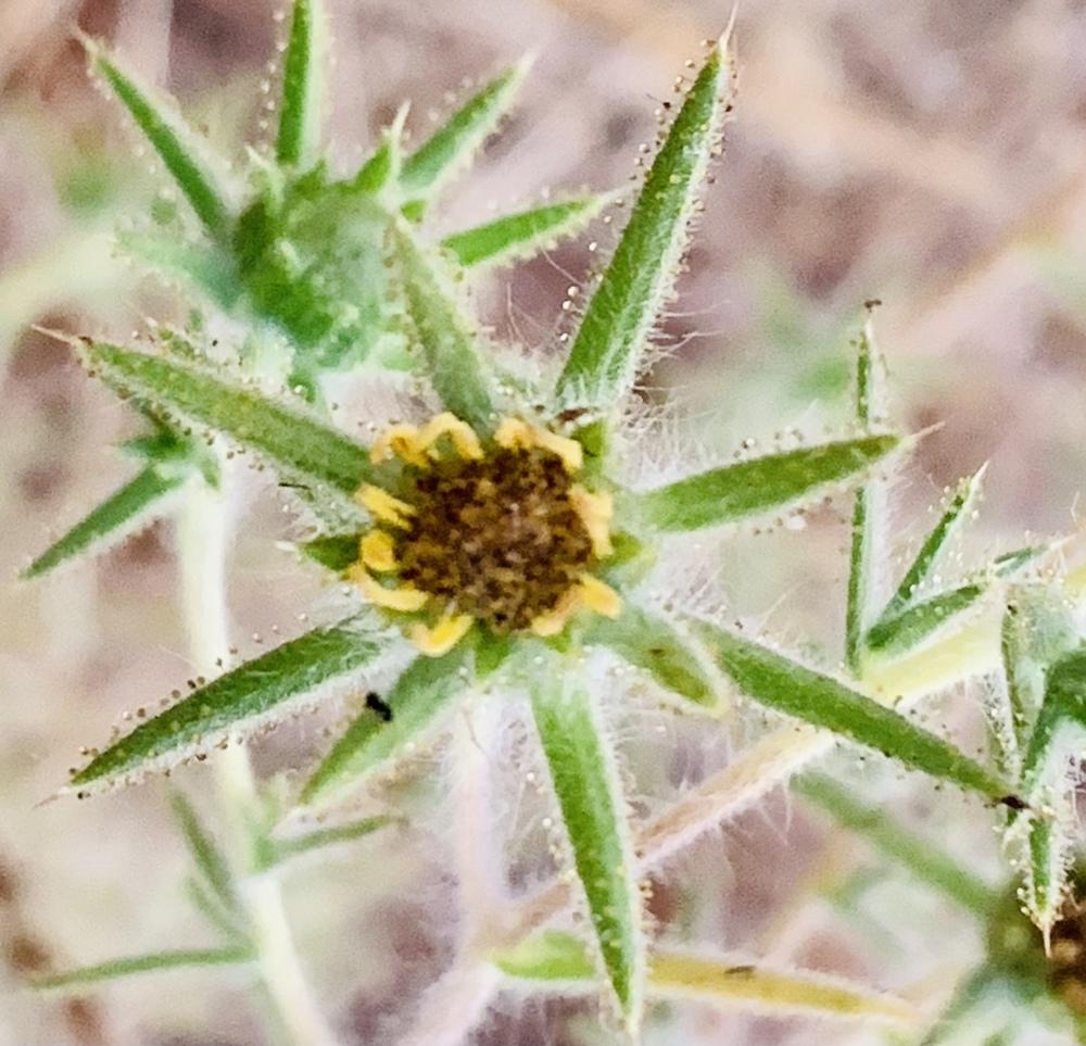 Weed ID spike weed/tar weed? in the Plant ID forum - Garden.org