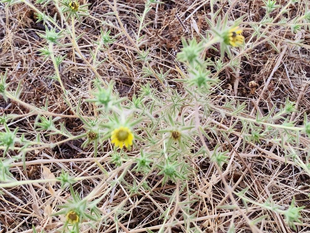 Weed ID spike weed/tar weed? in the Plant ID forum - Garden.org