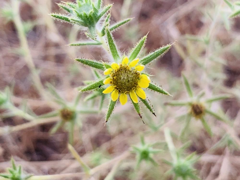 Weed ID spike weed/tar weed? in the Plant ID forum - Garden.org