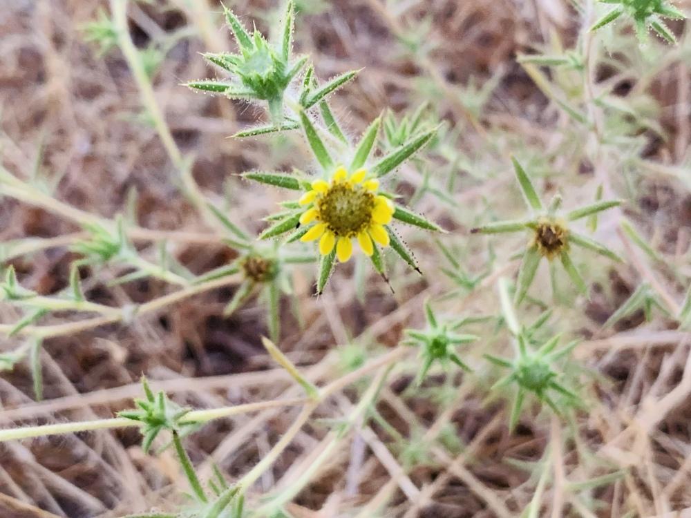 Weed ID spike weed/tar weed? in the Plant ID forum - Garden.org