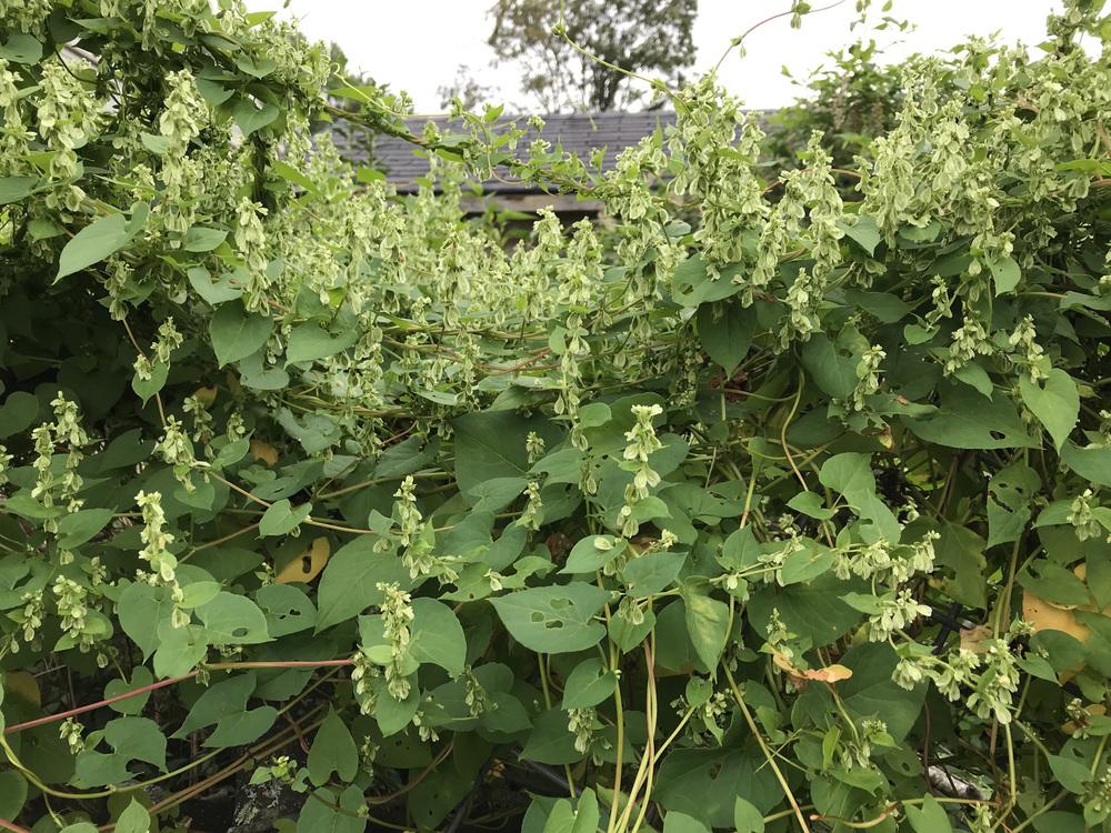 vine identification in the Plant ID forum - Garden.org