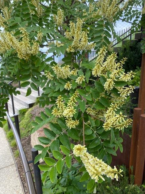 Photo of the bloom of Amur Maackia (Maackia amurensis) posted by SL ...