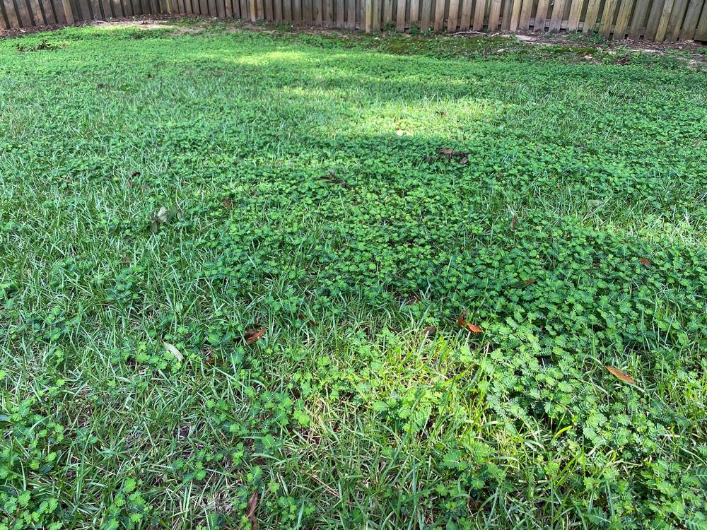 help with chamberbitter infestation in the Ask a Question forum ...