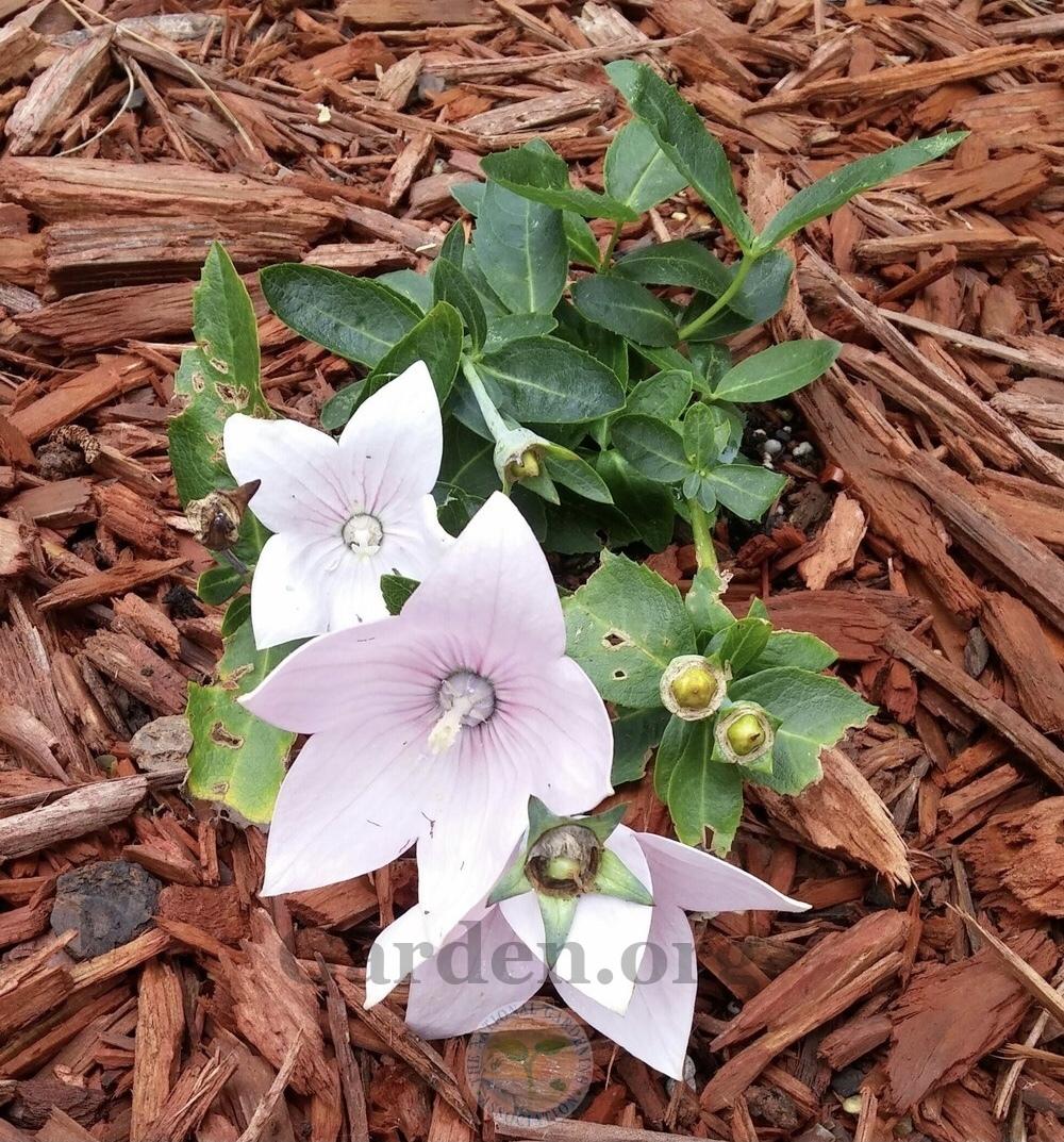 Balloon Flower (Platycodon grandiflorus 'Astra Pink') in the ...