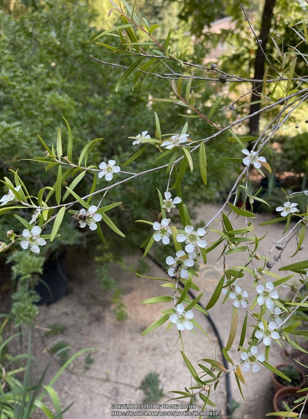 Lemon-scented Tea-tree (Leptospermum petersonii) - Garden.org