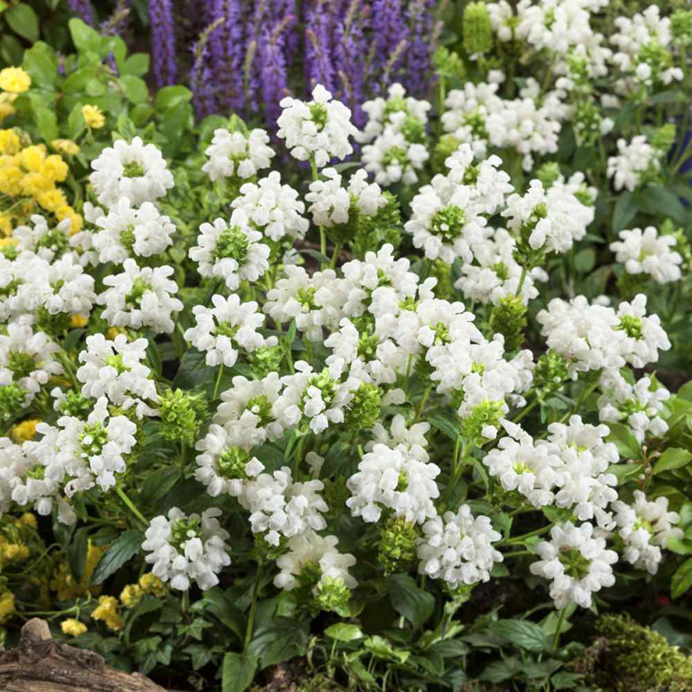 Photo of the entire plant of Prunella (Prunella grandiflora 'White Alba ...