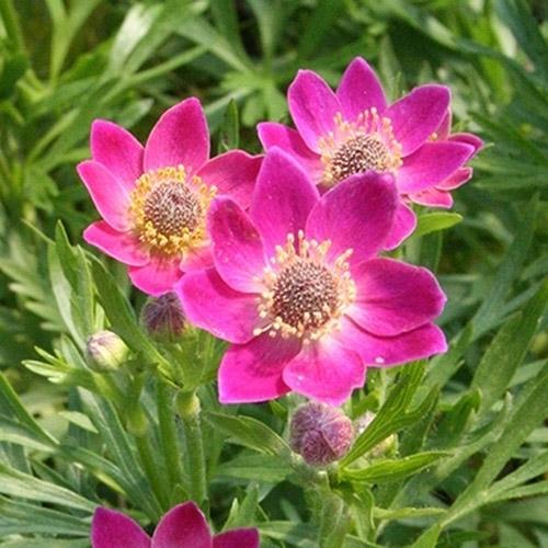 Photo of the bloom of Cut-leaved Anemone (Anemone multifida 'Rubra ...