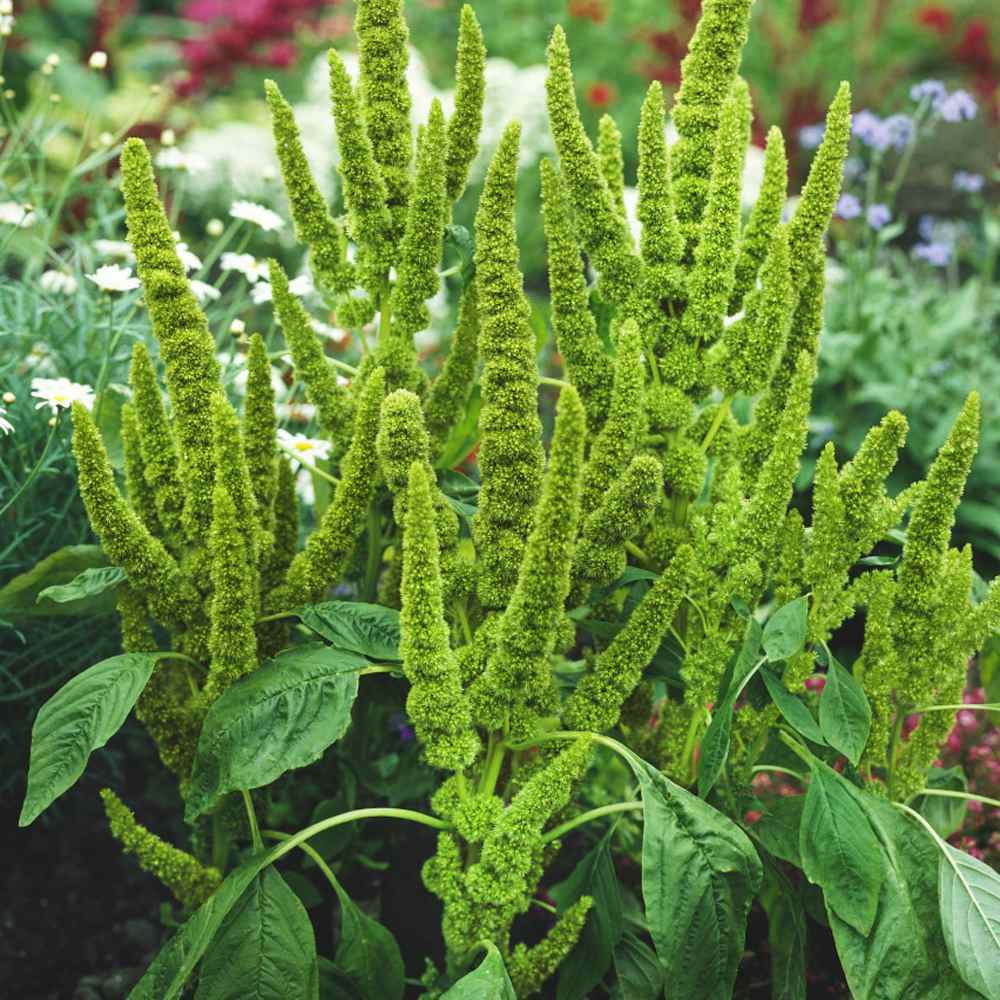 Prince's Feather (Amaranthus hypochondriacus 'Green Thumb') - Garden.org