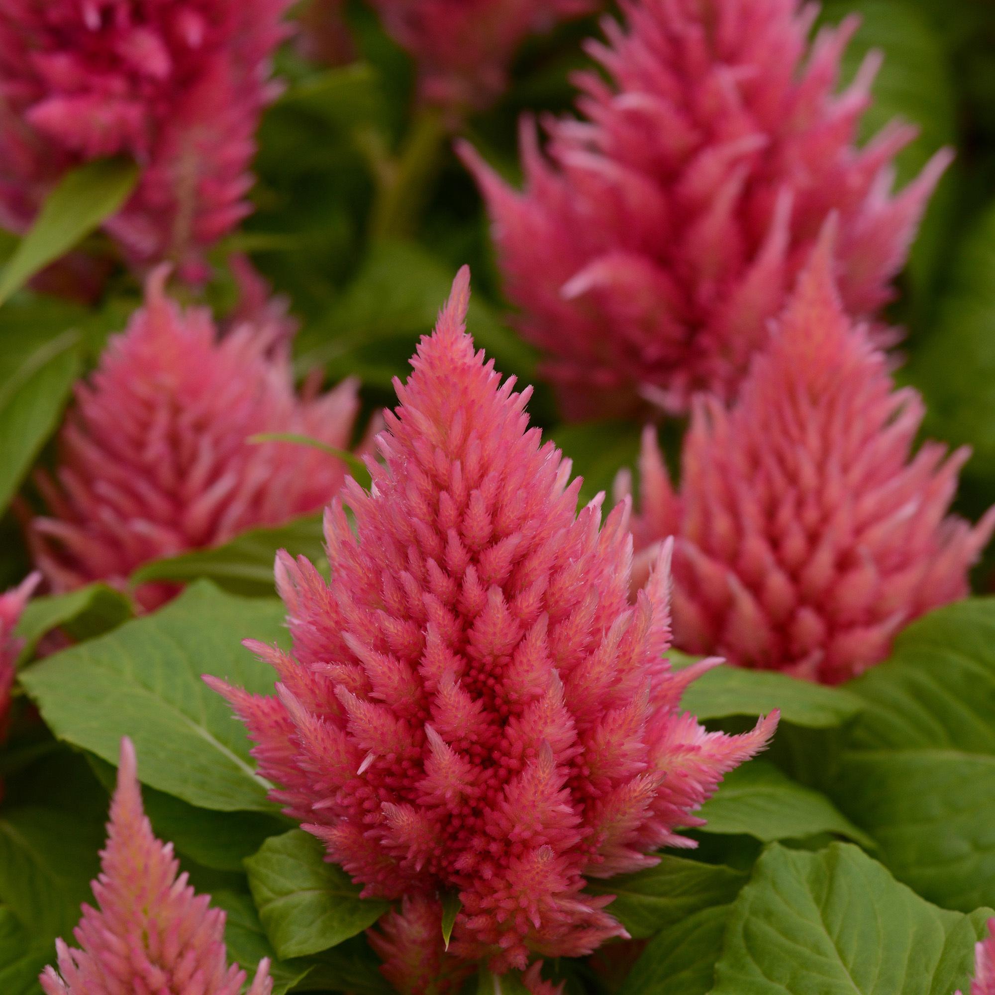 Photo of the bloom of Cockscomb (Celosia argentea 'Nana Glitters Salmon') posted by Joy - Garden.org