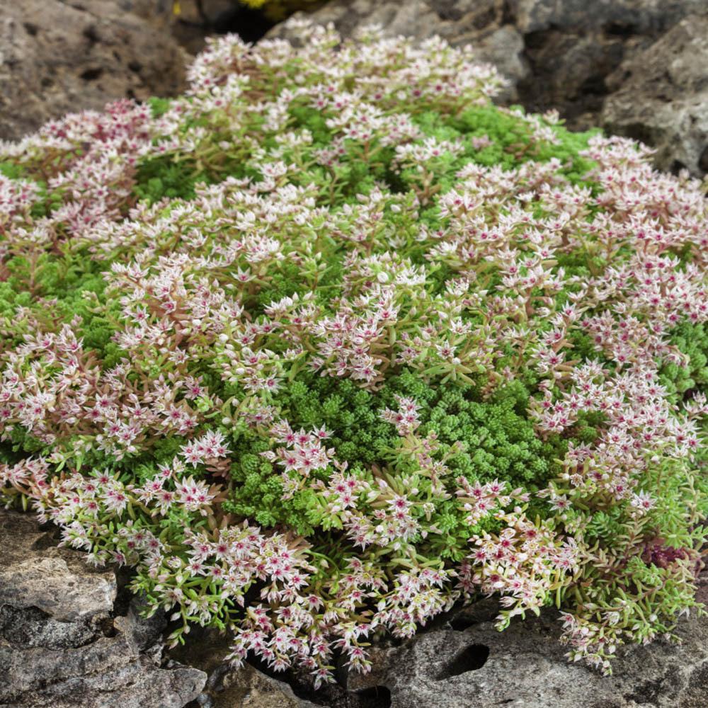 Photo of the entire plant of Spanish Stonecrop (Sedum hispanicum ...