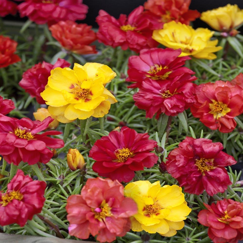 Moss Rose (Portulaca grandiflora Happy Hour™ Tropical Mix) - Garden.org