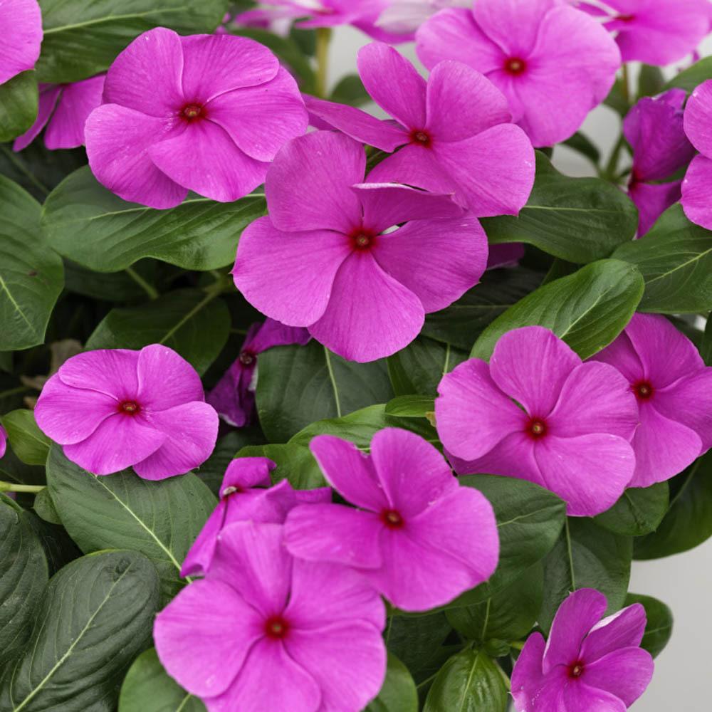 Vinca (Catharanthus roseus Cora® Cascade Lilac ) - Garden.org