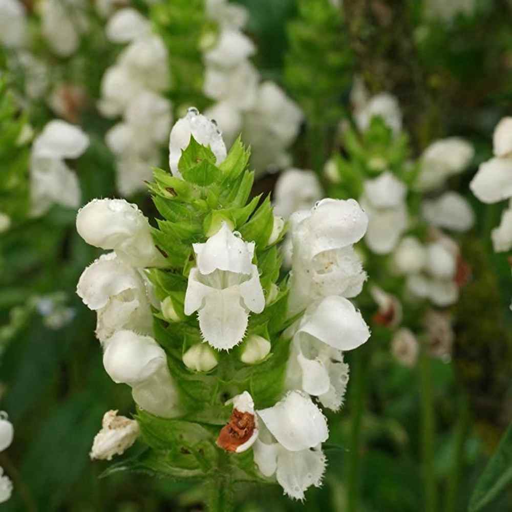 Prunella (Prunella grandiflora 'White Alba') - Garden.org